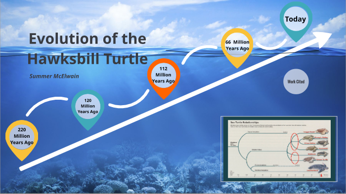 Evolution of the Hawksbill Turtle by Summer McElwain on Prezi