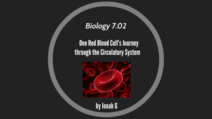 One Red Blood Cell's Journey through the Circulatory System by Jonah ...