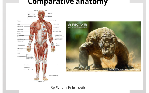 Comparative Anatomy Project by sarah eckenwiler on Prezi