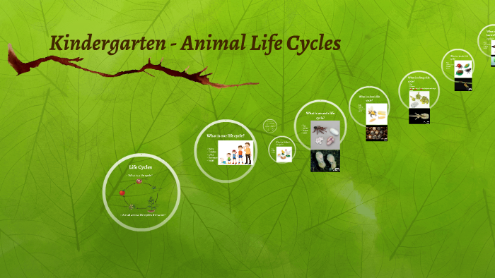 Kindergarten - Animal Life Cycles by on Prezi