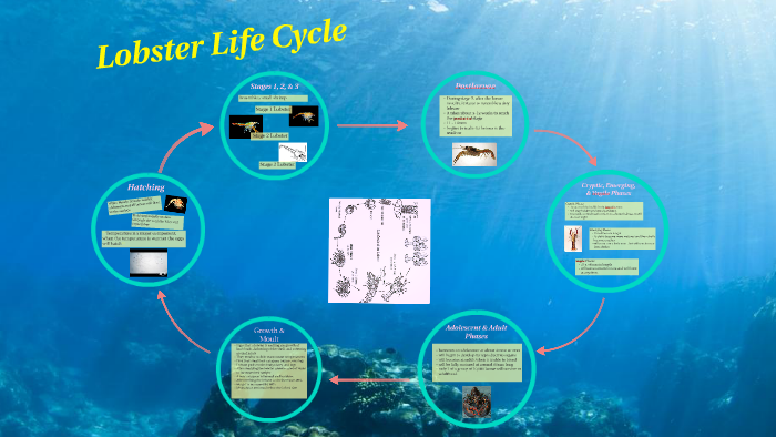 Lobster Life Cycle by Victoria Batchelor on Prezi