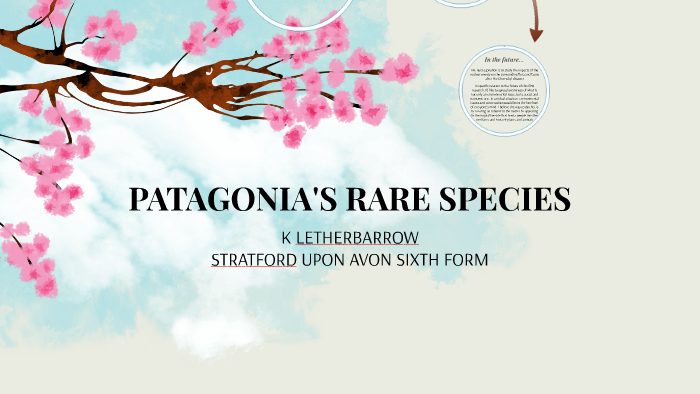 PATAGONIA'S RARE SPECIES by Kayleigh Letherbarrow on Prezi