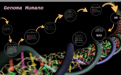 Genoma Humano by on Prezi