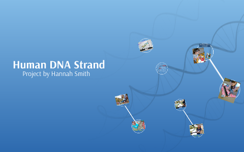 Human DNA Strand by Hannah Smith on Prezi