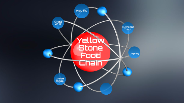 Yellowstone Food Web by Bailey Mattson on Prezi