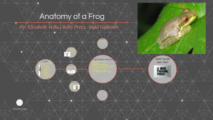 Internal Anatomy of a Frog by Elizabeth Avila on Prezi