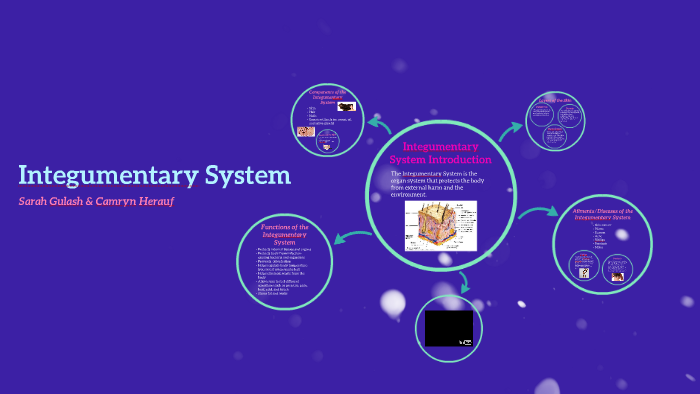 Integumentary System by Sarah Gulash on Prezi