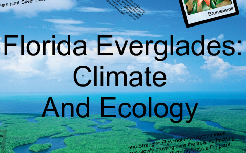 Florida Everglades: Ecology and Culture by Bennett Harnisch on Prezi