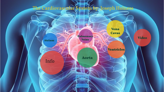 cardiovascular system by JOSEPH HOLNESS on Prezi