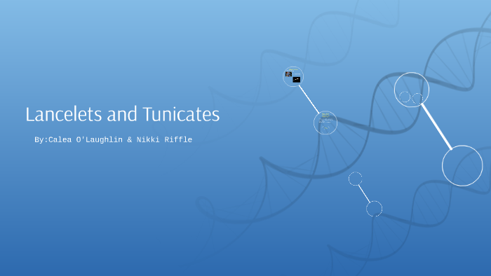 Lancelets and Tunicates by nikki riffle