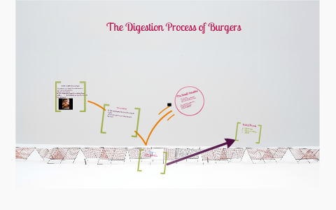 The Digestion Process of Burgers by bryce morais on Prezi