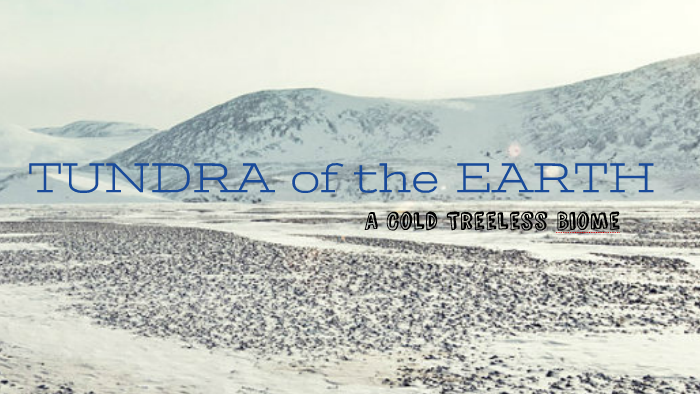 TUNDRA of the EARTH: A Cold Treeless Biome by Josiah Korzan on Prezi
