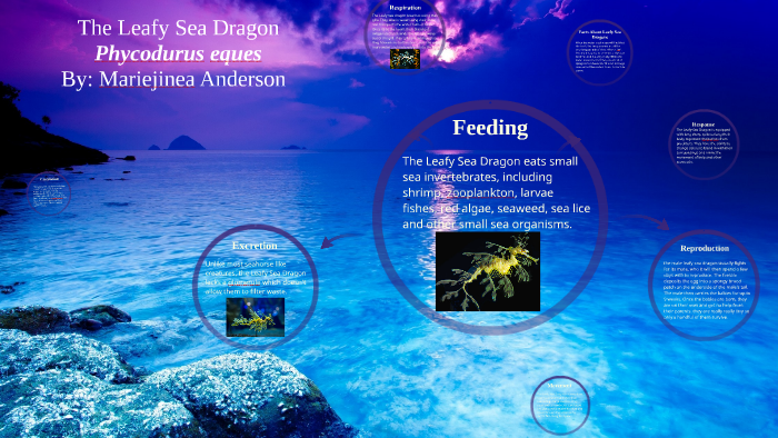 The Leafy Sea Dragon by Mariejinea Anderson on Prezi