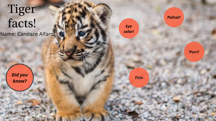 Tiger facts! by Candace Alfaro on Prezi