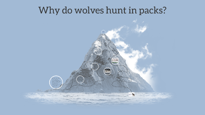 Why do wolves hunt in packs? by Grace T on Prezi
