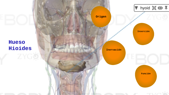 Hueso Hioides by Amilcar Rivera on Prezi
