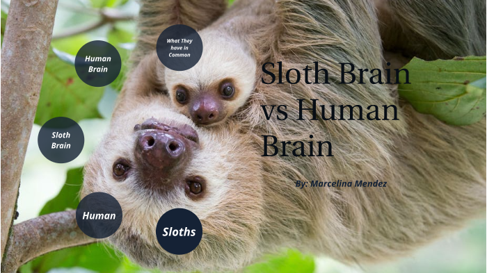 sloth vs human by marcelina mendez on Prezi