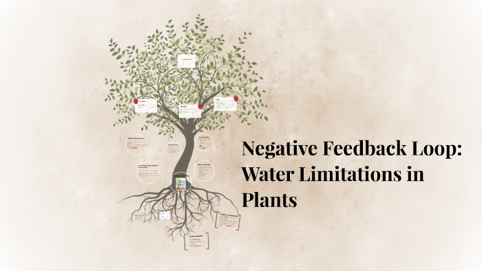 Negative Feedback: Water Limitations in Plants by Nidhi Kuchimanchi on ...