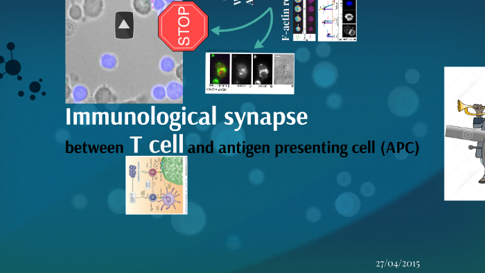 Formation of Immunological synapse by Lu Chen on Prezi