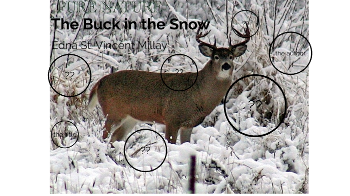the buck in the snow by Carlo Degeorges