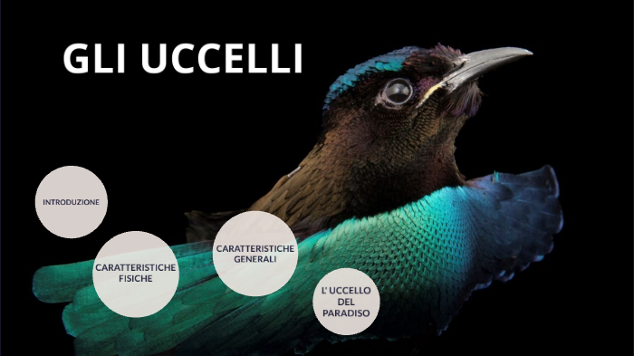 uccelli by Giulia Arcidiacono on Prezi