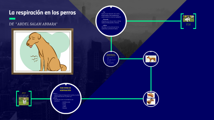 La respiración en los perros by Abdel Abbara on Prezi
