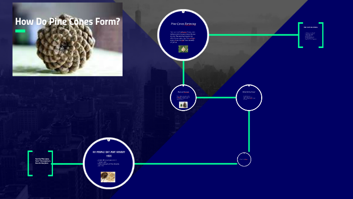 How Do Pine Cones Form? by Emma Giordano on Prezi