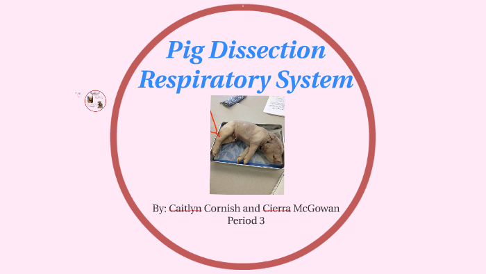 Pig Dissection- Respiratory System by Cierra McGowan on Prezi