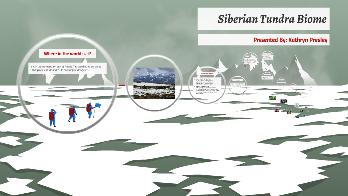 Siberian Tundra Biome by Josefina Gonzalez on Prezi