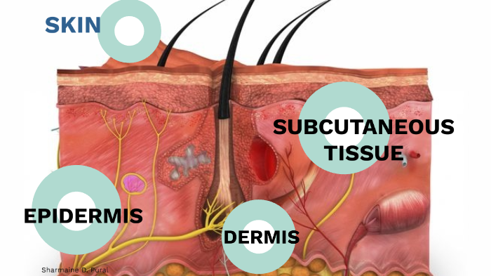 skin by sham pural on Prezi