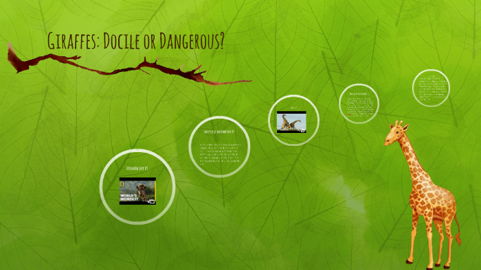 Giraffes: Docile or Dangerous? by Rodzvany Pascal on Prezi