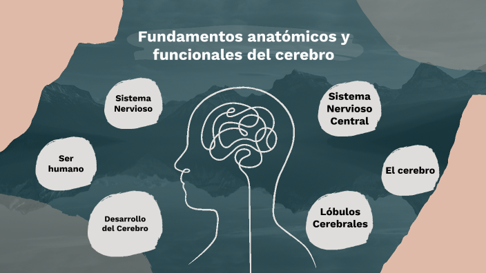 Introducción a las neurociencias by Cris Nav on Prezi Introducción a las neurociencias by Cris Nav on Prezi
