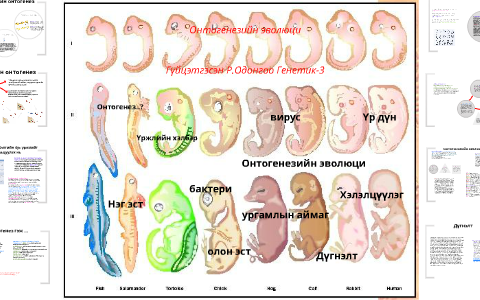 Evolution of ontogenesis by odongoo rawdandorj on Prezi