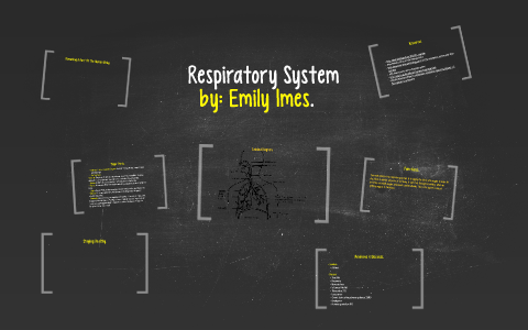Respiratory System by Emily Imes on Prezi