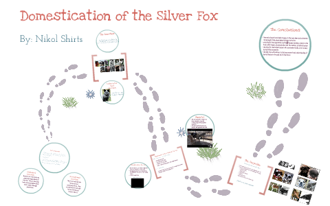 Domestication of the Silver Fox by Nikol Shirts on Prezi