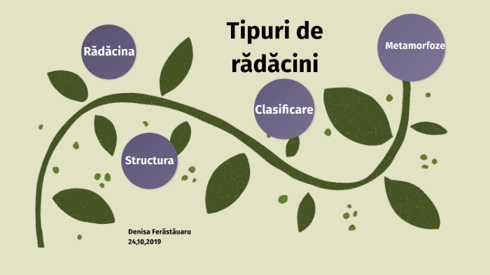 Tipuri de rădacini by Ferastauaru Denisa on Prezi