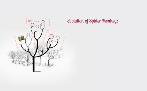 Evolution of Spider Monkeys by rusty hilgenfeld on Prezi