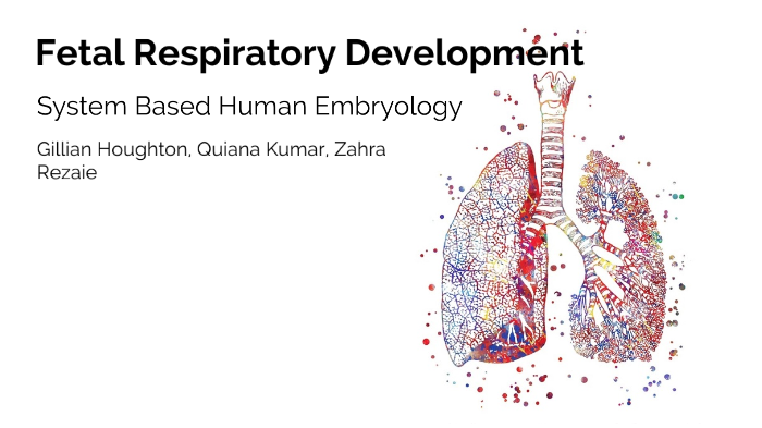 Fetal Lung Development by Gillian Houghton on Prezi