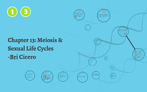 Chapter 13: Meiosis & Sexual Life Cycles by Bri Cicero on Prezi