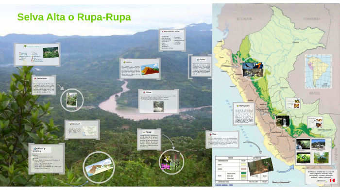 jesus silva Selva Alta o Rupa-Rupa by jesus silva mendoza on Prezi