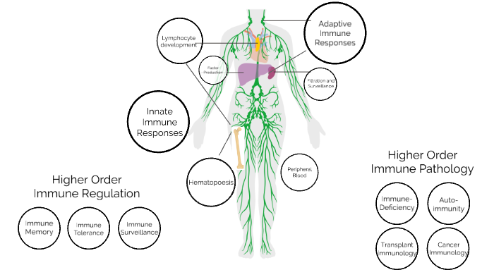 Immunology Concept Map E18 by Kristen Hayward on Prezi