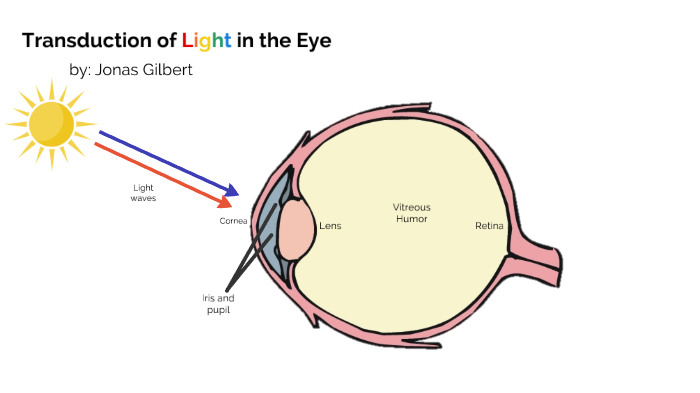 Transduction of Light in the Eye by Jonas Gilbert on Prezi