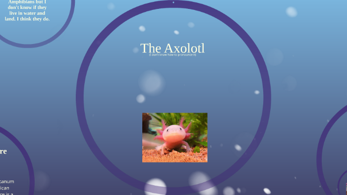 The Axolotl by Haley Vickery on Prezi