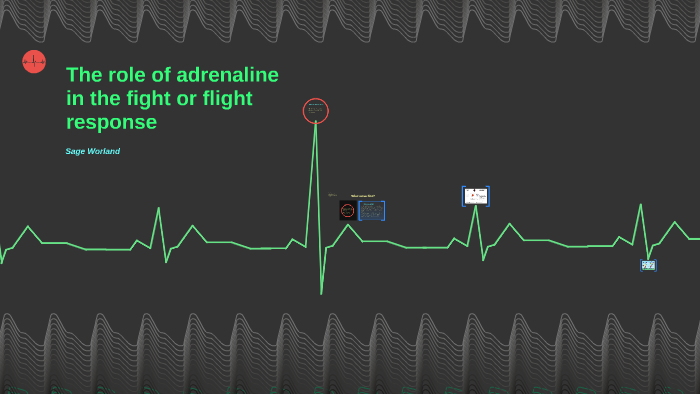 The role of adrenaline in the fight or flight response by Sage Worland ...