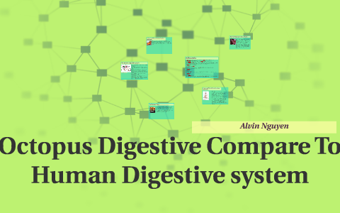Octopus Compare To Human Digestive system by alvin nguyen on Prezi