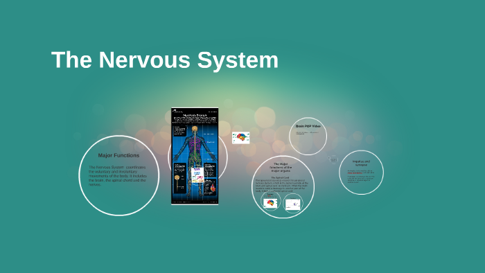 The Nervous System by Avery Pierson on Prezi