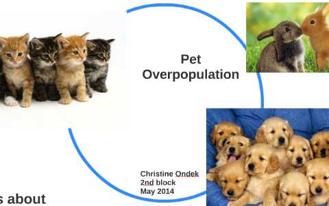 Pet Overpopulation by Christine Ondek on Prezi