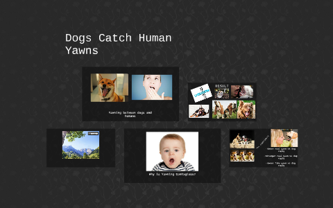 Dogs Catch Human Yawns by Emery Smith