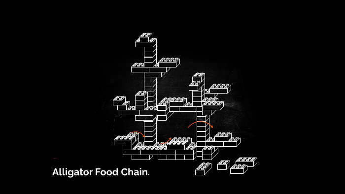 Alligator Food Chain by Leslie Gossen on Prezi