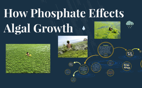 How Phosphate Effects Fertilizer Growth by Sophia Iannelli on Prezi